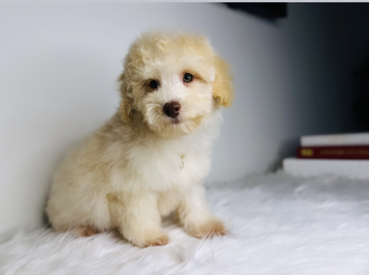 Toy Poodles | X-Designer Breeds