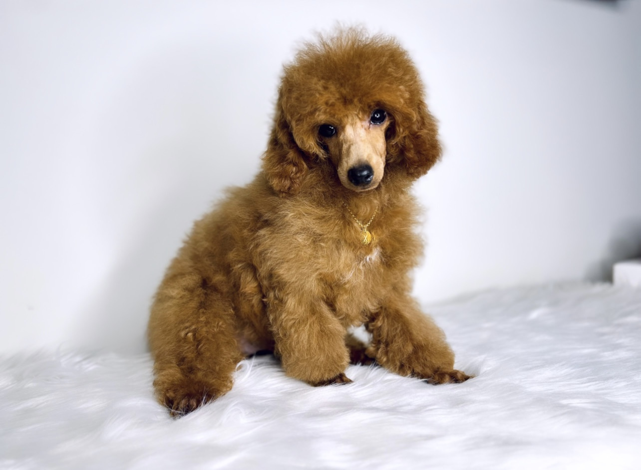 Toy Poodles | X-Designer Breeds