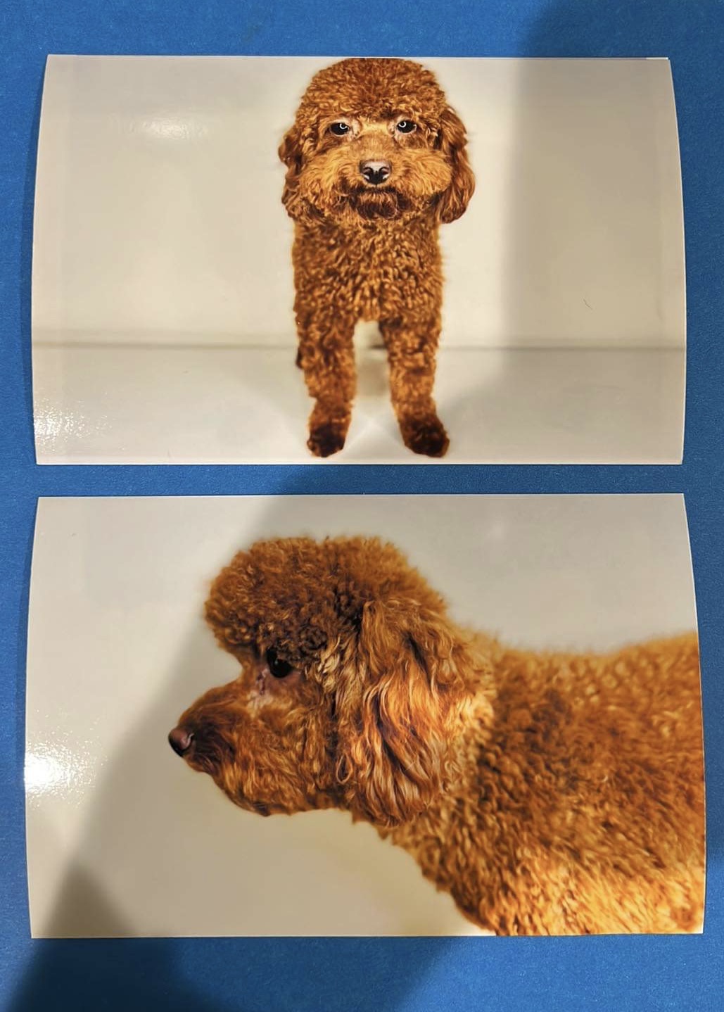 X-Designer Breeds