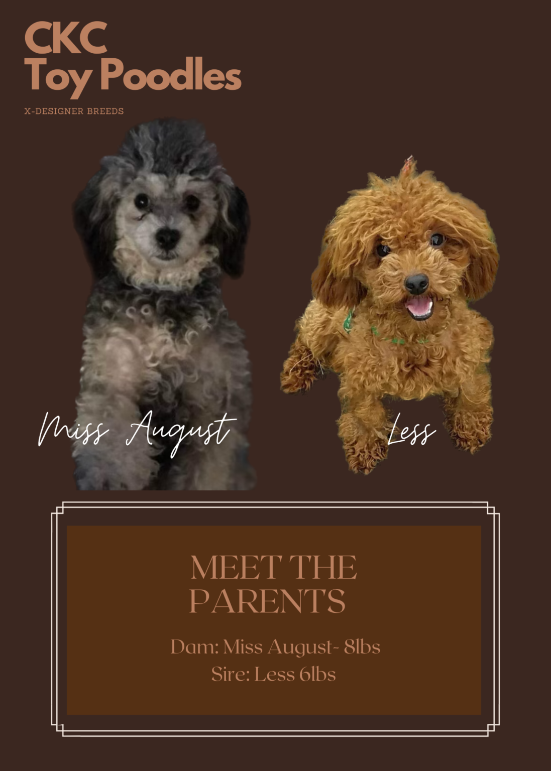 Toy Poodles | X-Designer Breeds