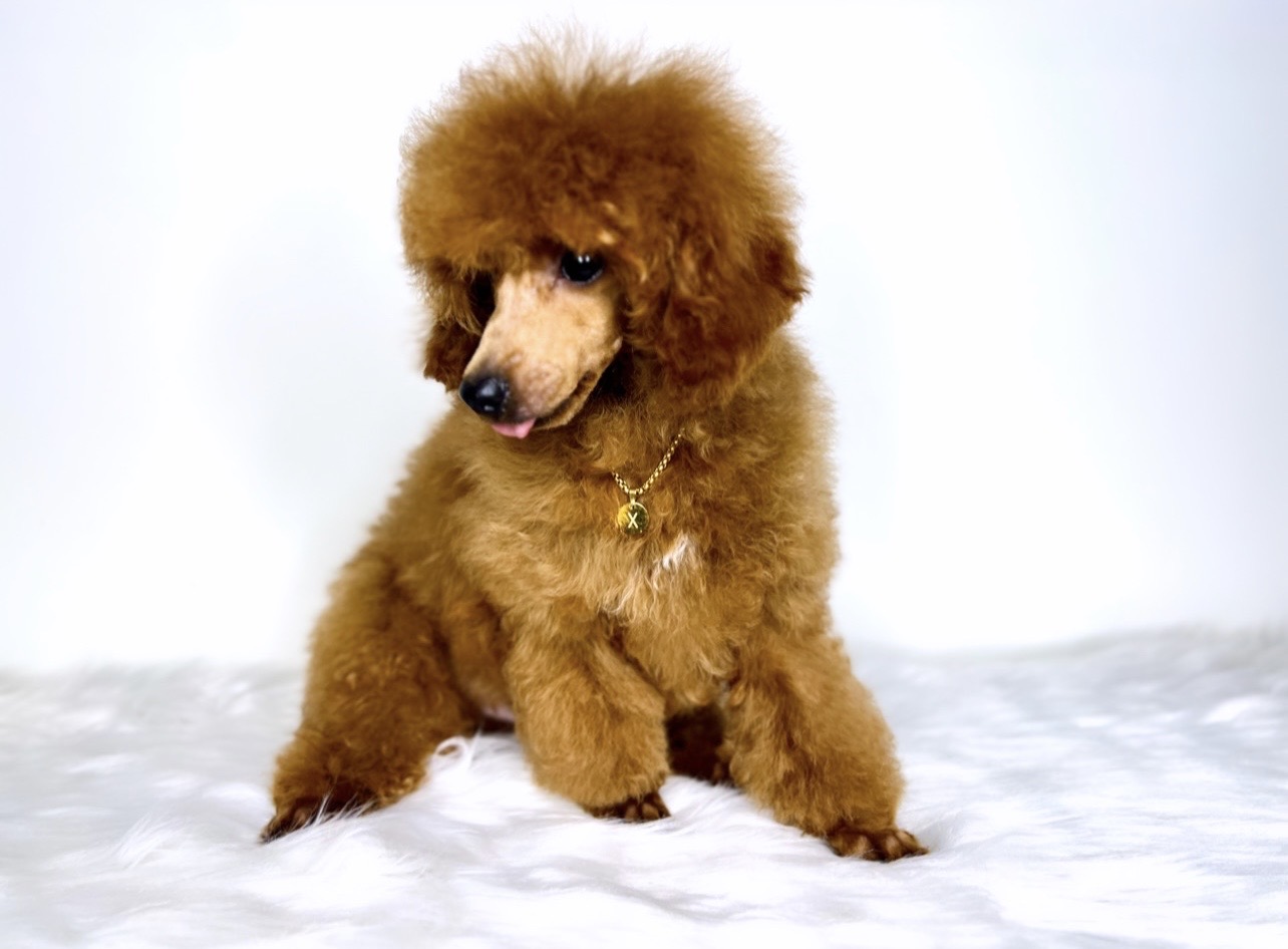Toy Poodles | X-Designer Breeds