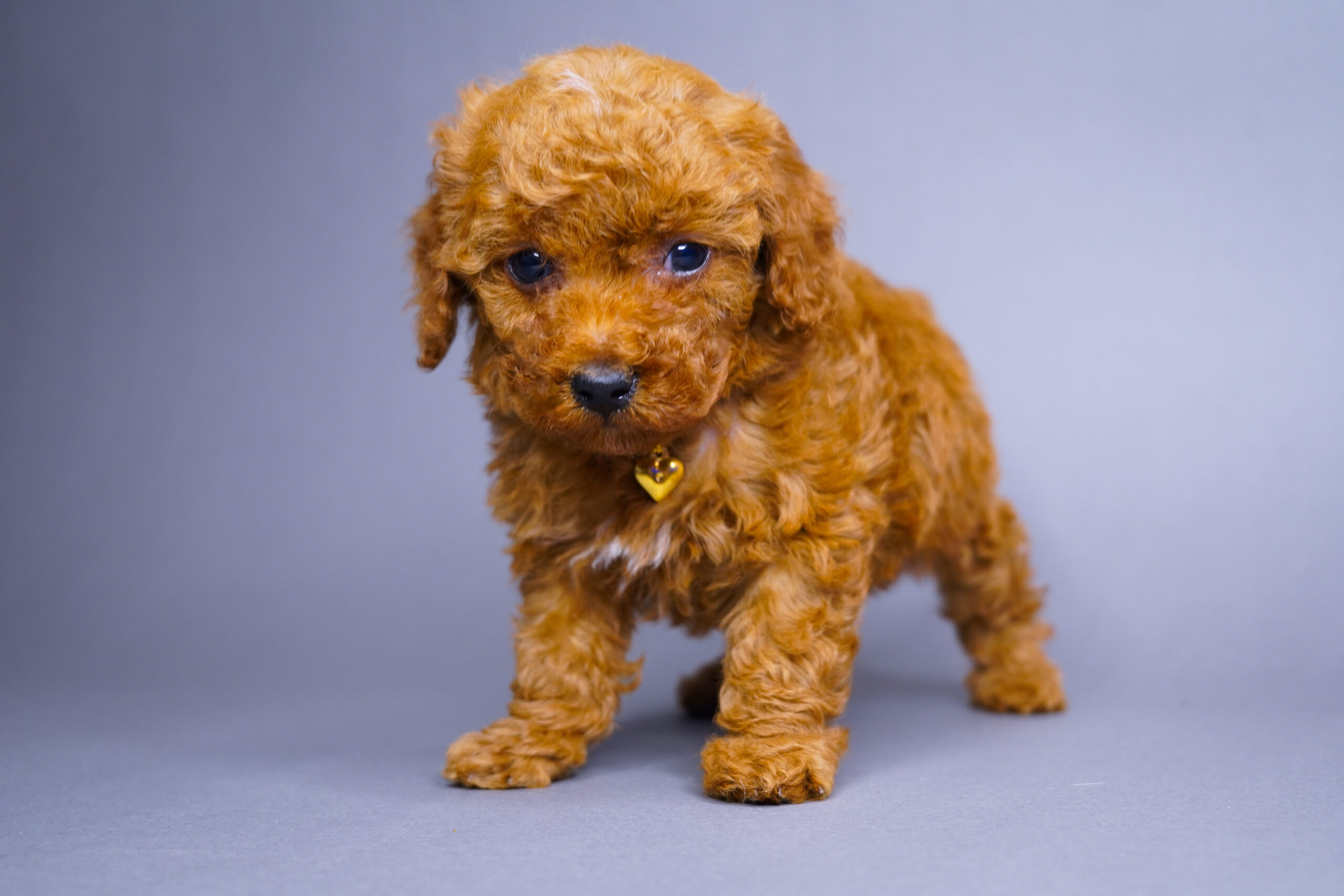Toy Poodles | X-Designer Breeds