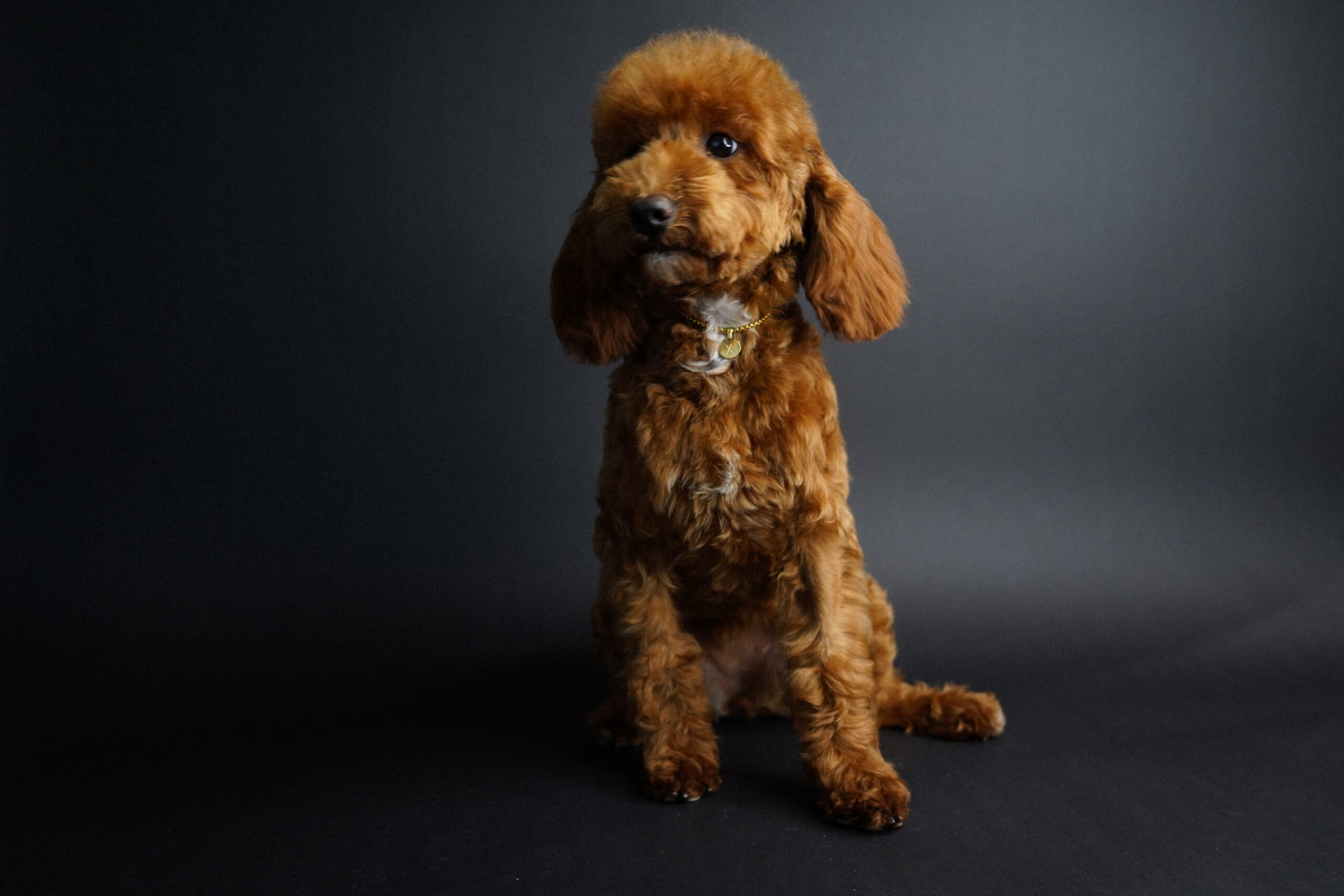 Toy Poodles | X-Designer Breeds