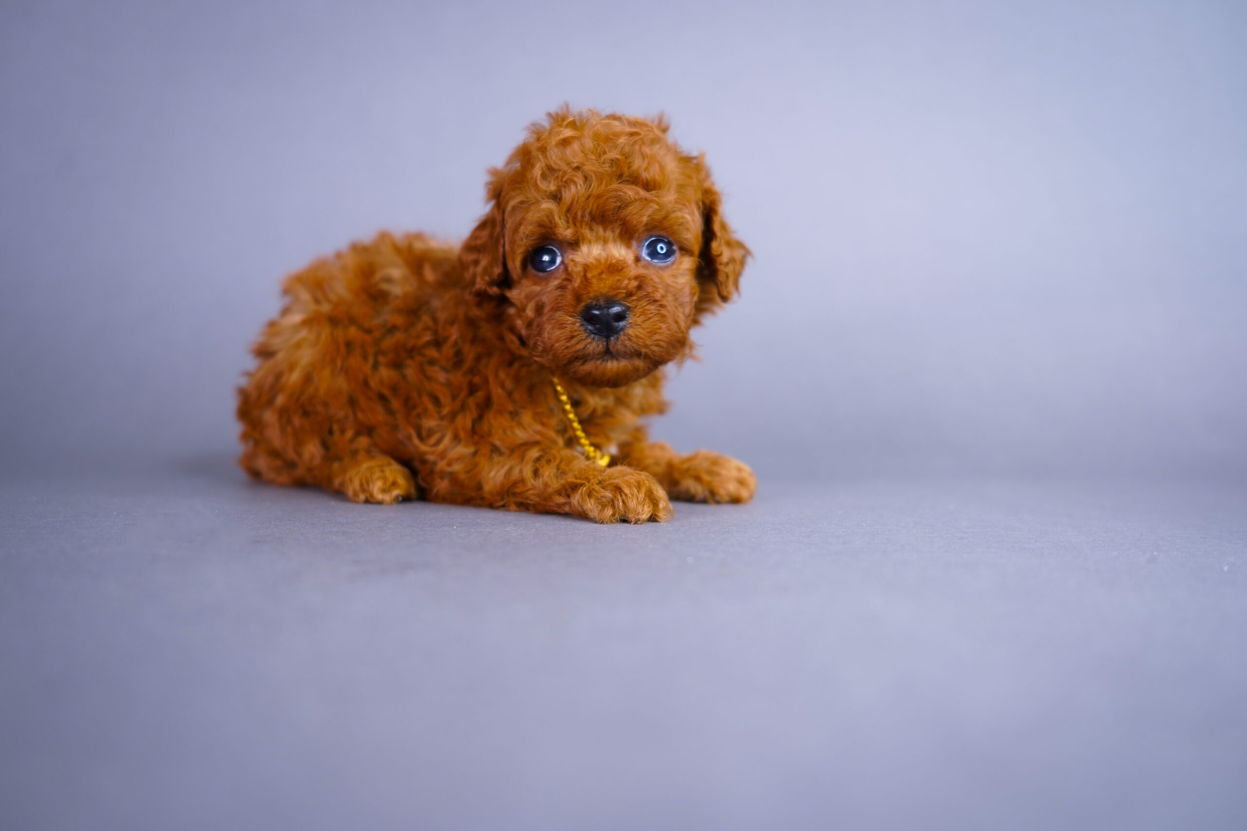 Toy Poodles | X-Designer Breeds