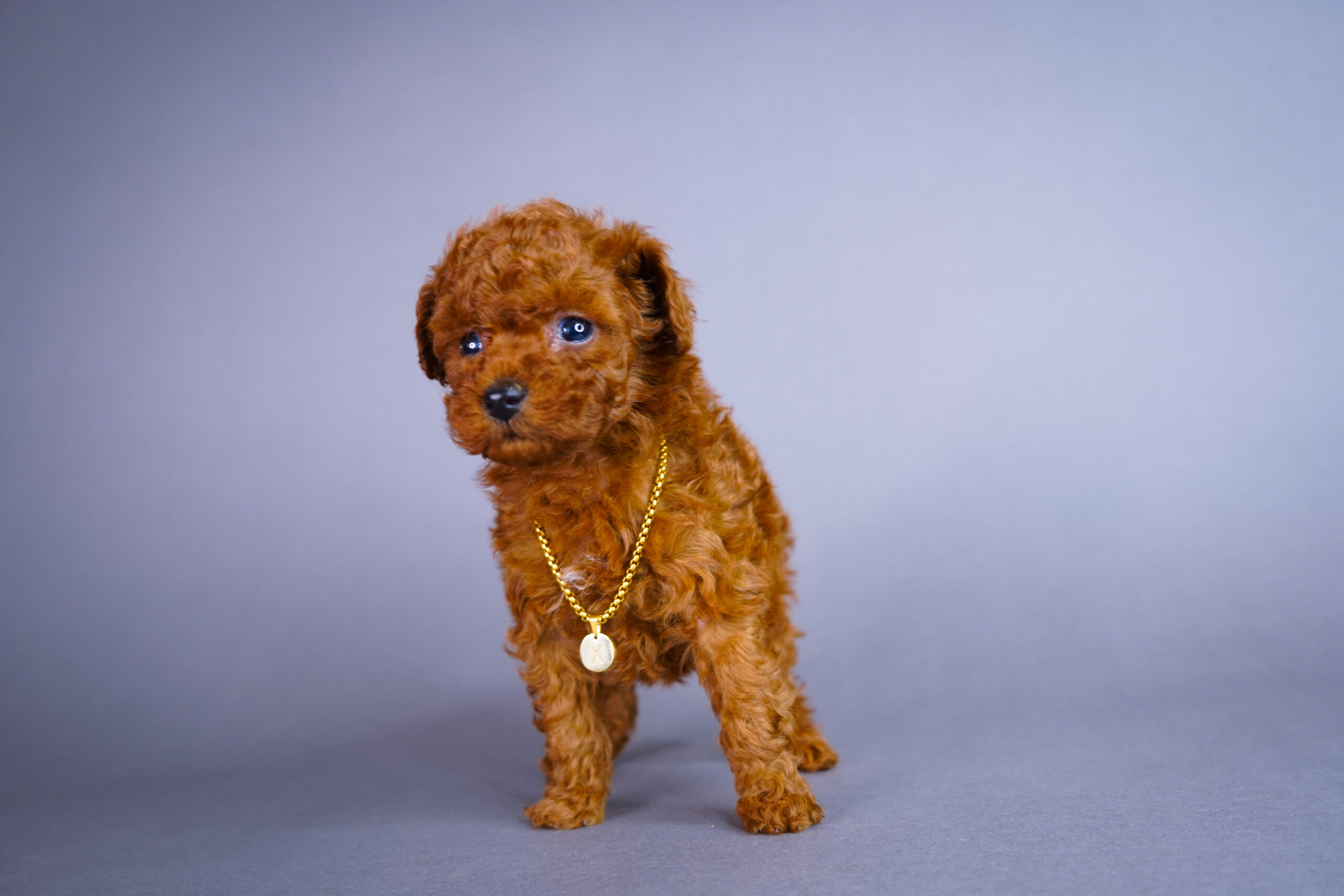 Toy Poodles | X-Designer Breeds