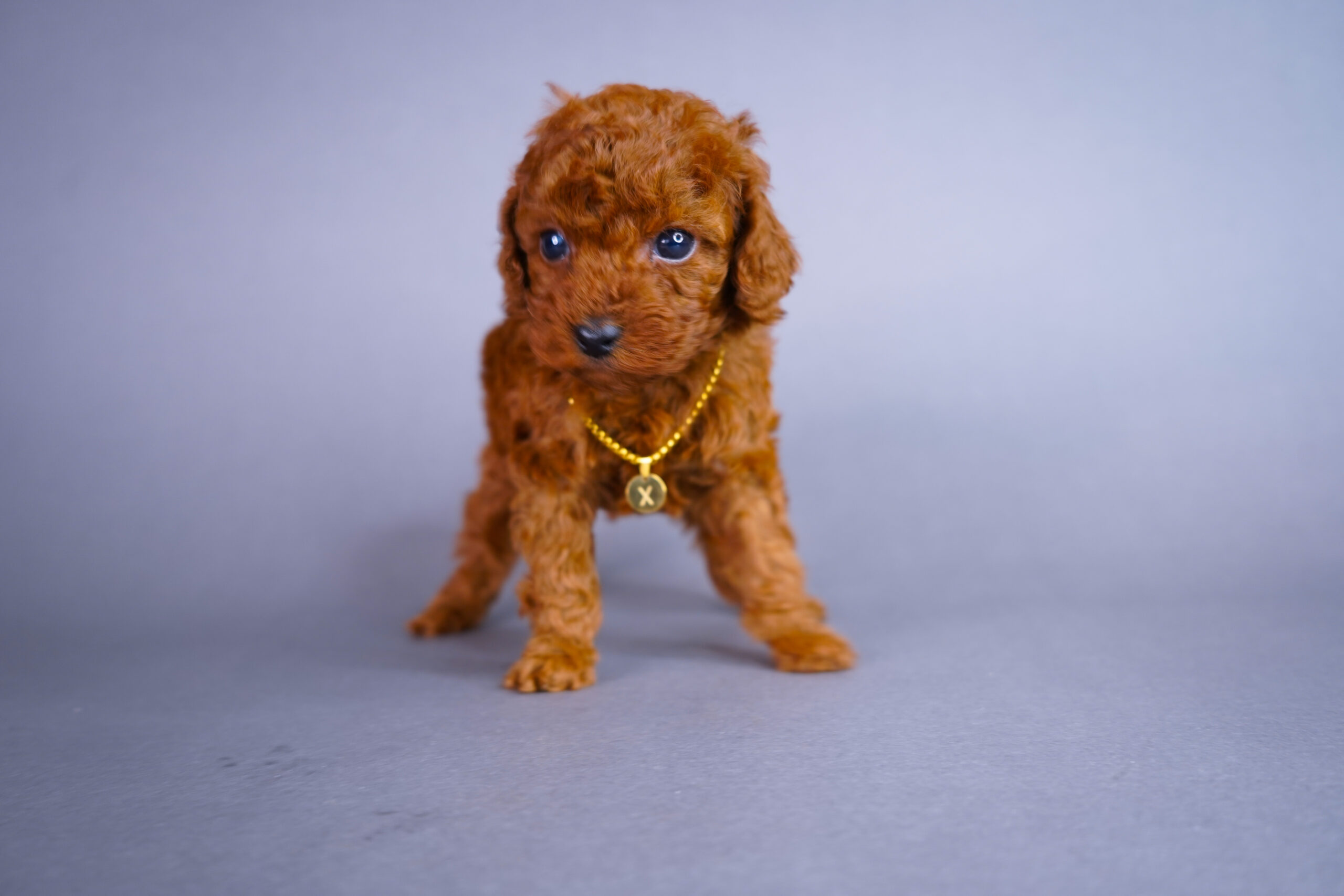 Toy Poodles | X-Designer Breeds