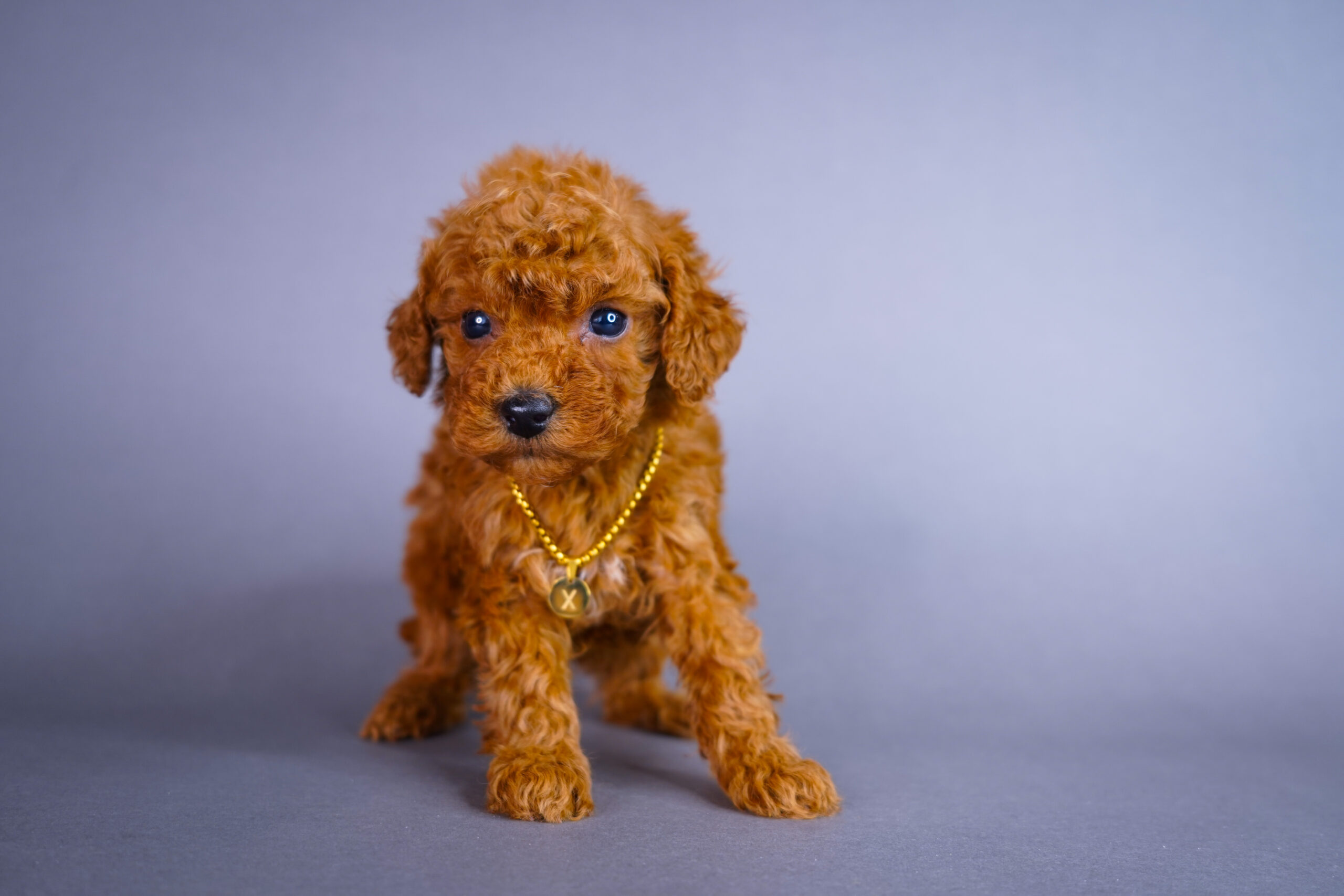 Toy Poodles | X-Designer Breeds