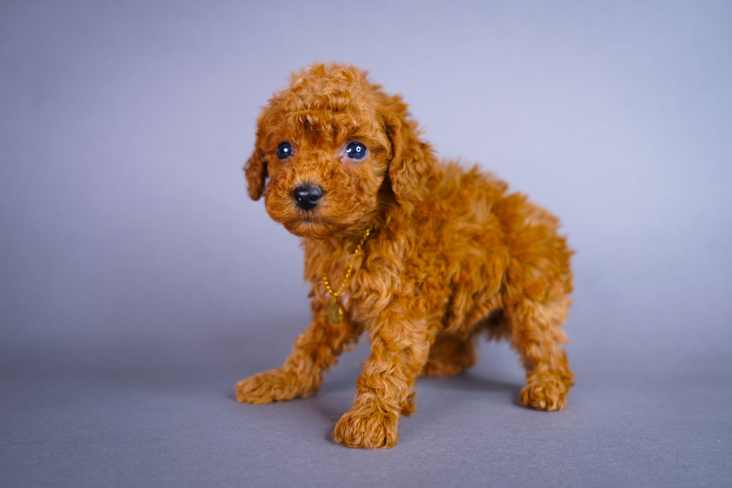 Toy Poodles | X-Designer Breeds