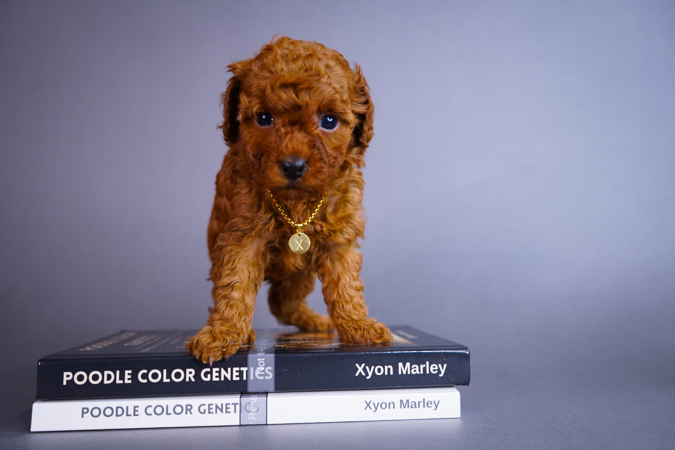 Toy Poodles | X-Designer Breeds