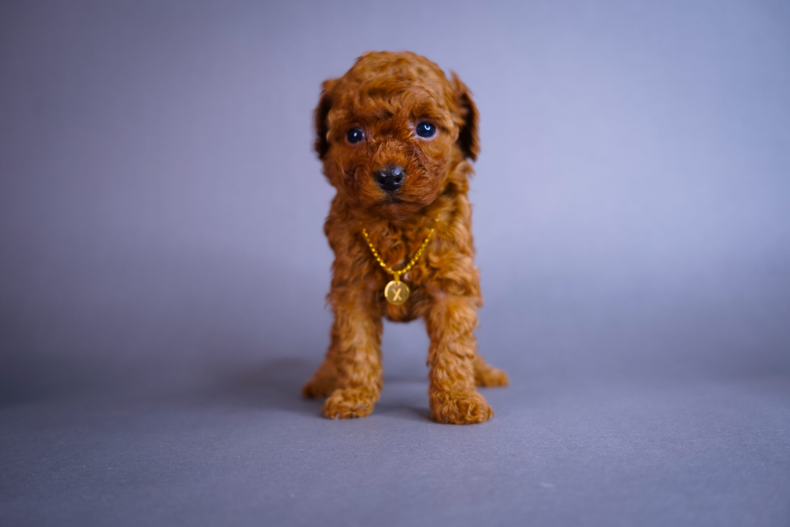 Toy Poodles | X-Designer Breeds