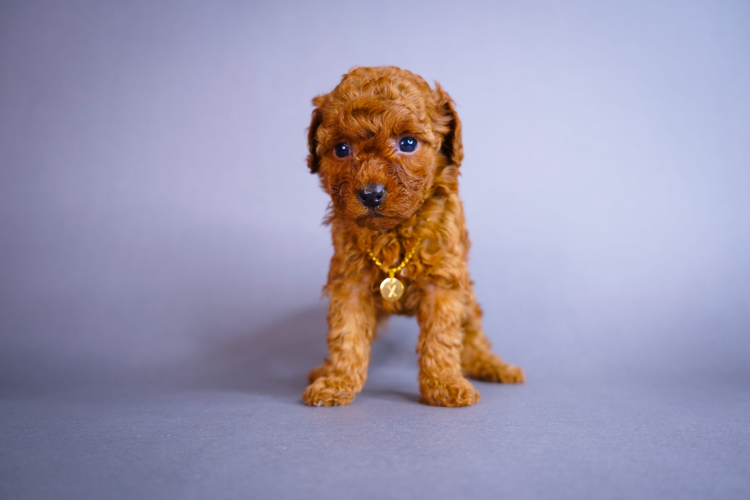 Toy Poodles | X-Designer Breeds