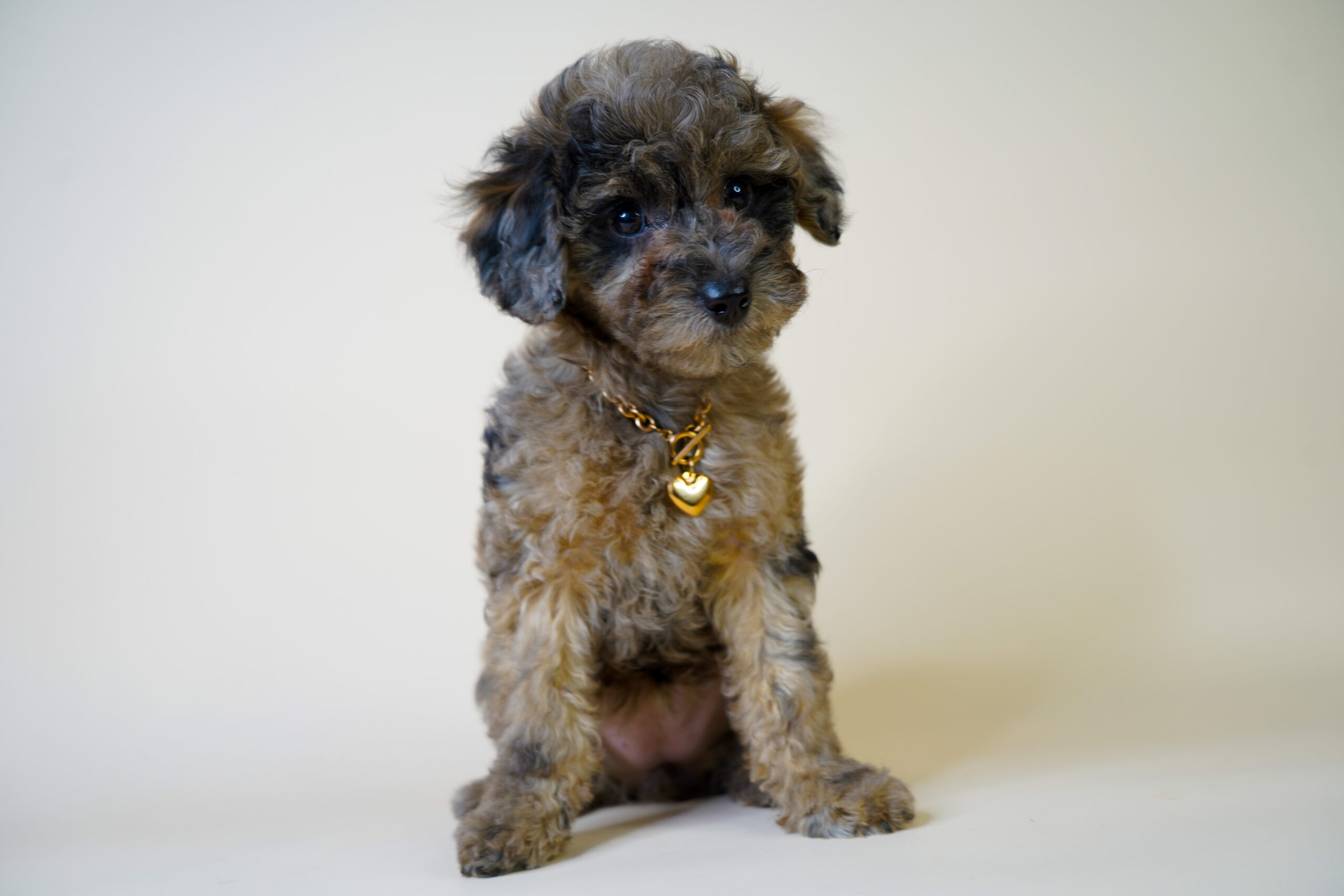Toy Poodles | X-Designer Breeds