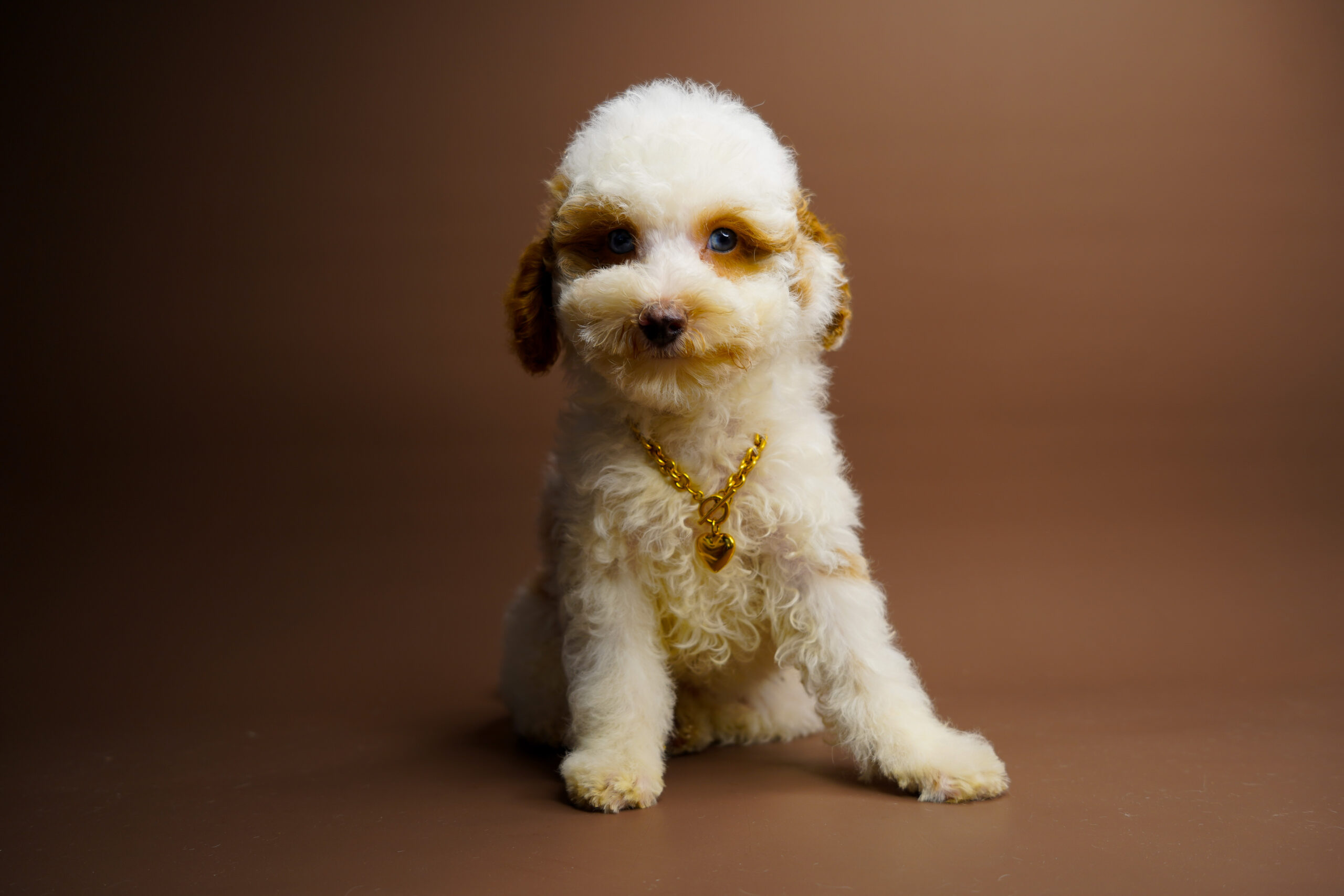 Toy Poodles | X-Designer Breeds